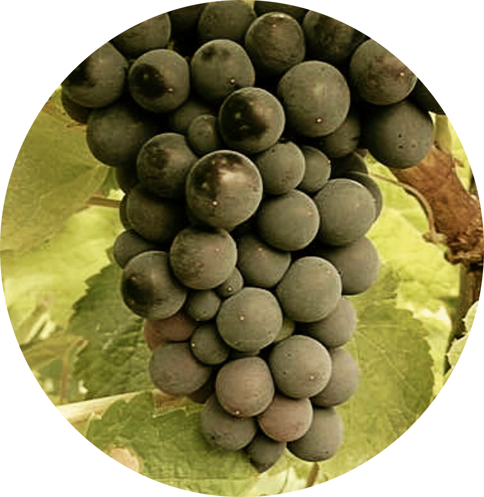 Baga | Winelicious